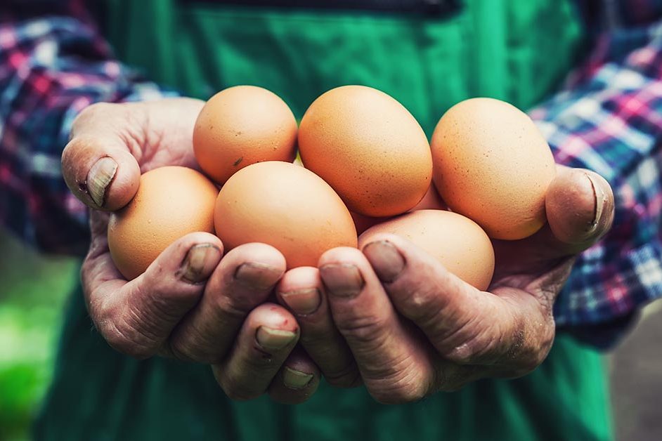 All you need to know about fresh eggs - Organic Chicken Feed