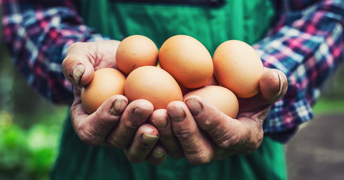 Fresh Eggs! - Producing and Collecting - Organic Chicken Feed