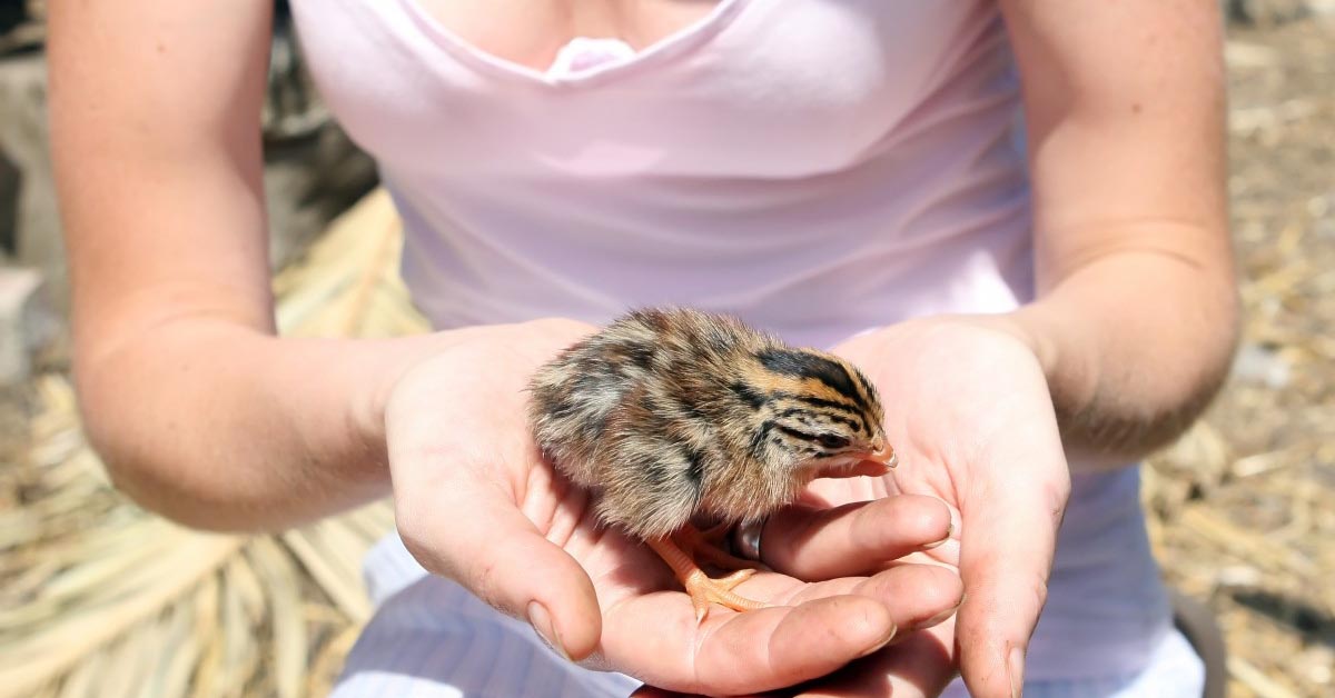 Crop Impaction, Crop Binding, or Pendulous Crop - Organic Chicken Feed