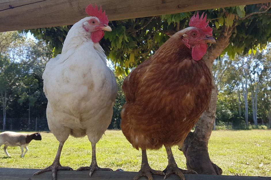 What Chicken Breeds should I raise? Read more at Organic Chicken Feed.