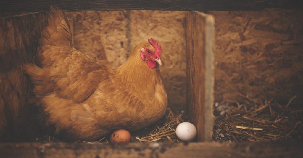 Raising Chickens Classroom - Organic Chicken Feed Classes