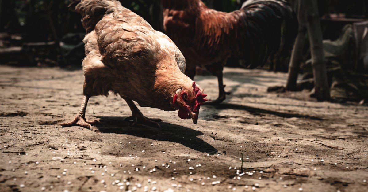 Food for Meat Birds & Feeders - Organic Chicken Feed