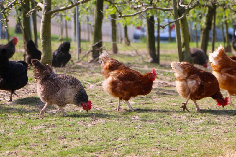 Everything you need to know about Rasing Chickens 101.