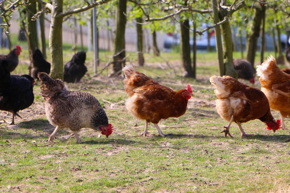 Everything You Need To Know About Rasing Chickens 101