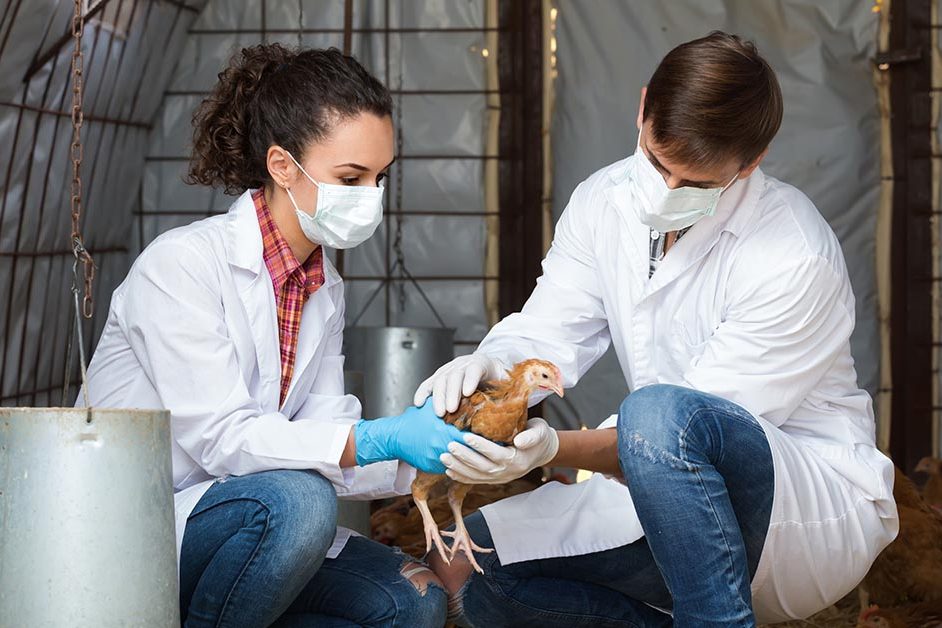 Chicken Health Information - Organic Chicken Feed