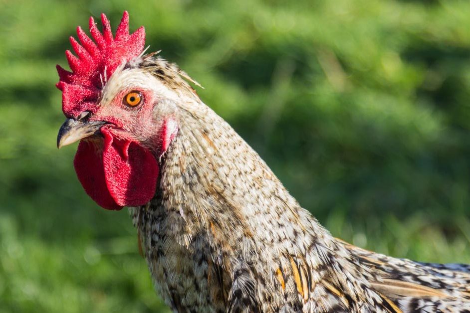 Everything you need to know about Rasing Chickens 101.